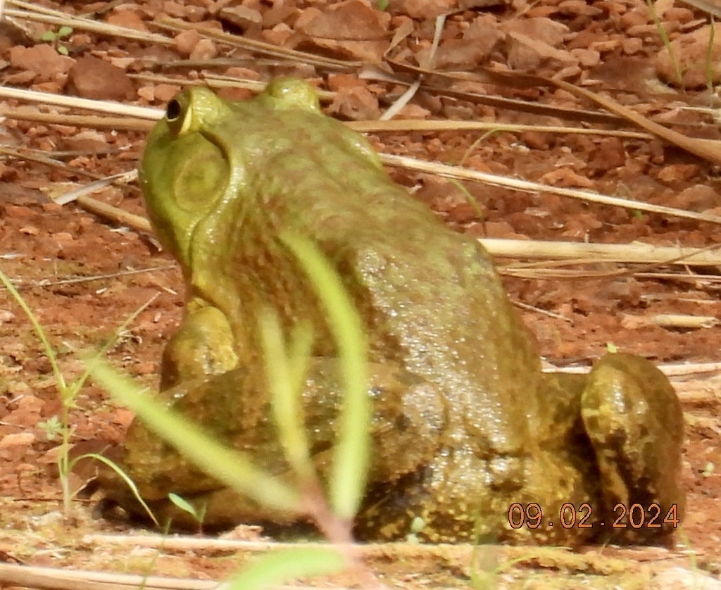 American Bullfrog from Elk City Lake Park, Elk City, OK, US on ...