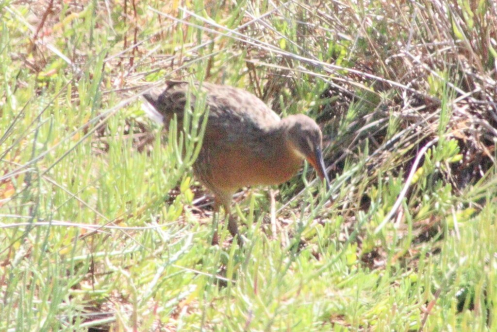 Light-footed Rail from Cardiff, Encinitas, CA 92007, USA on August 24 ...