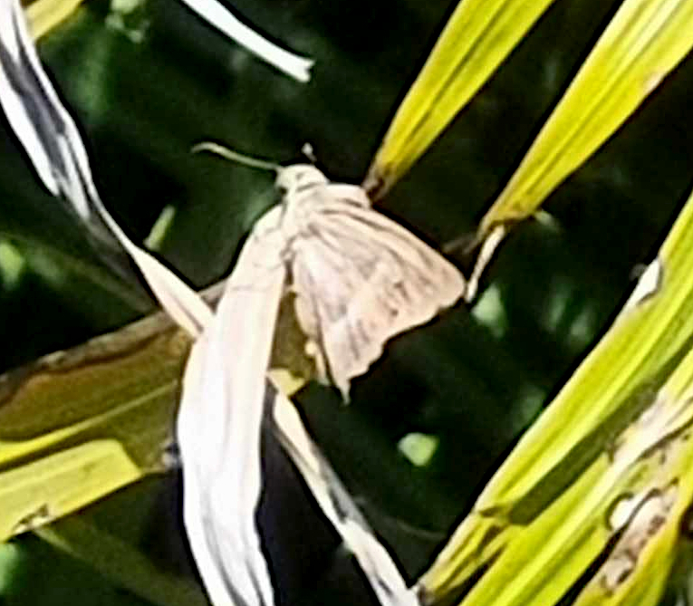 Common Banded Awl from Geebung, Brisbane QLD, Australia on September 3 ...