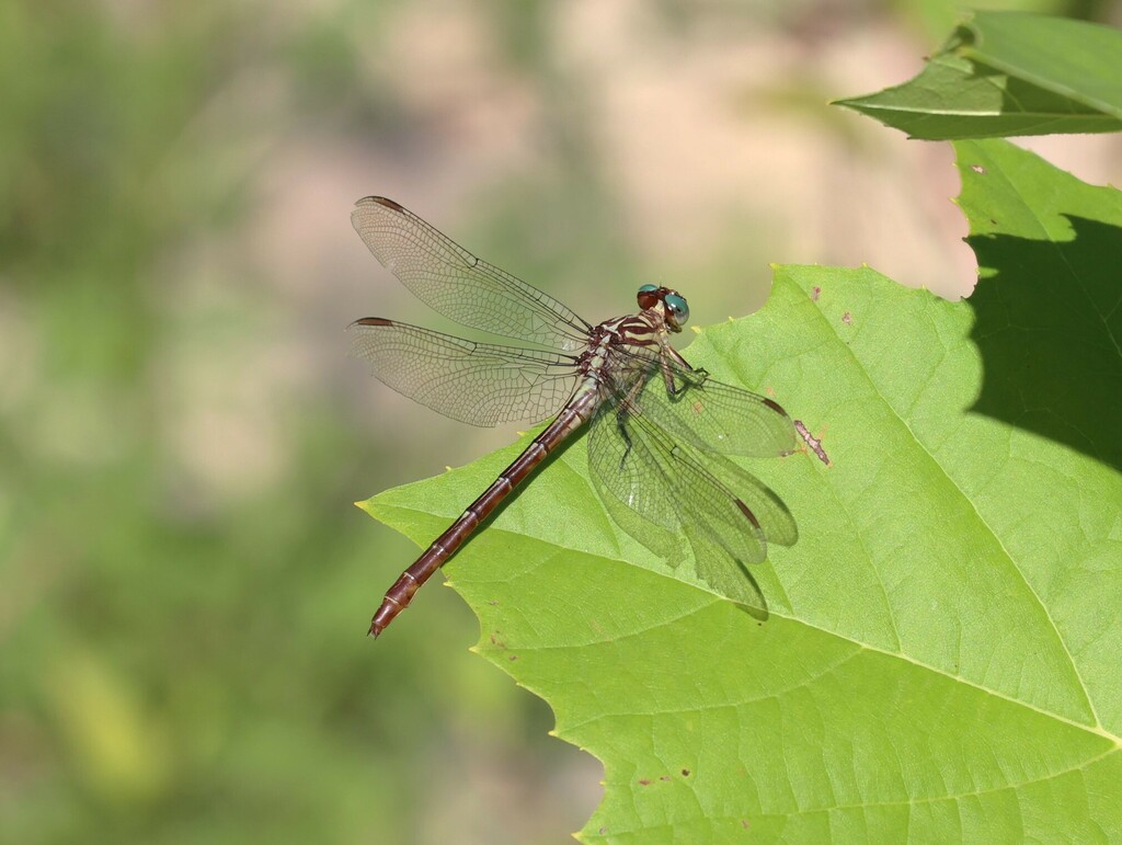 Russet-tipped Clubtail in September 2024 by smwhite. Sept. 2, 2024 · iNaturalist