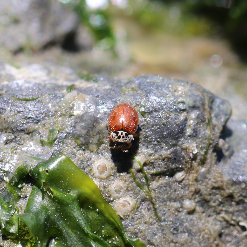 Painted Ladybird from Skagit County, WA, USA on May 11, 2024 at 12:35 ...