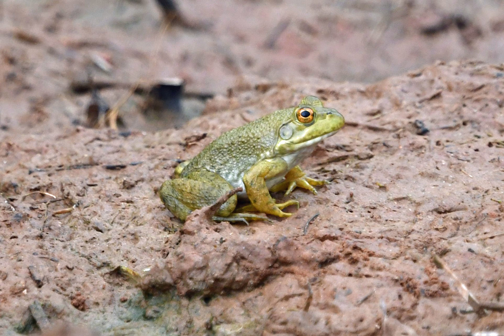 American Bullfrog from Stonewall County, TX, USA on September 01, 2024 ...