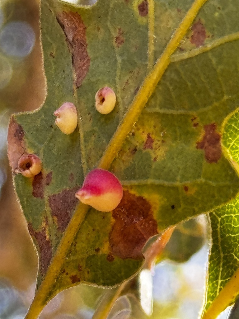 Red Cone Gall Wasp from Sonoma County, CA, USA on September 2, 2024 at ...