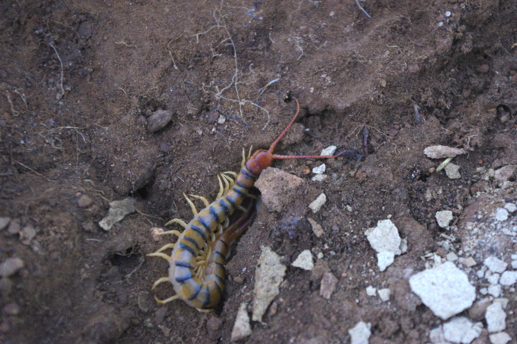 Common Desert Centipede from Powder River County, MT, USA on June 08 ...