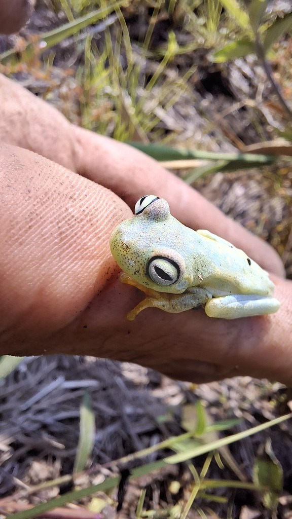 Banana Tree Dwelling Frog from Tauramena, Casanare, Colombia on ...