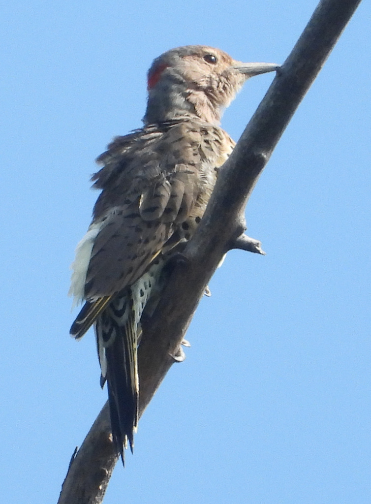 Northern Flicker from Forest Glen, Silver Spring, MD, USA on September ...