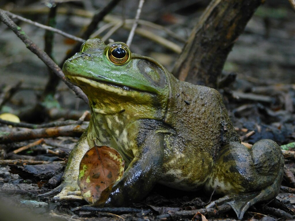 American Bullfrog from Chisholm Creek, Wichita, KS, USA on August 30 ...