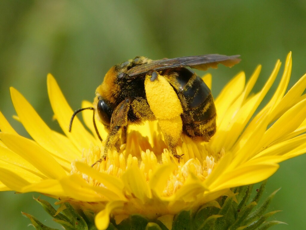 Oblique Longhorn from Wichita, KS, USA on September 2, 2024 at 02:37 PM ...