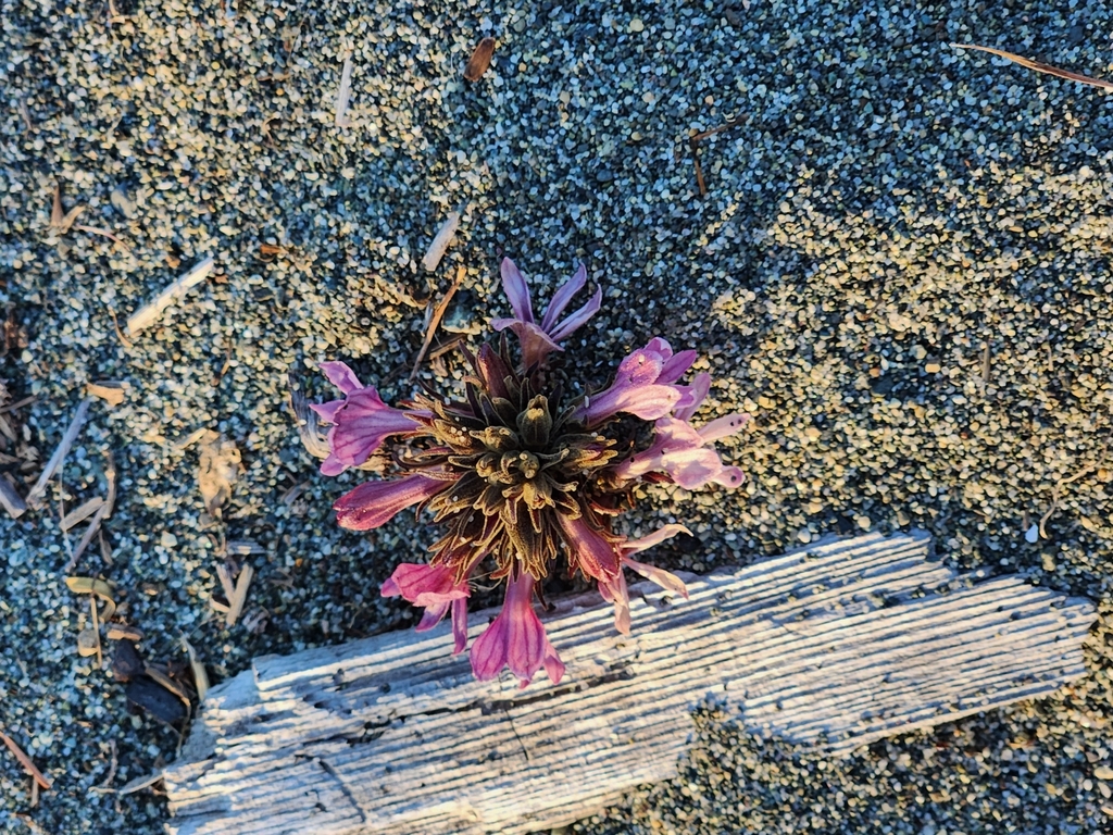 California Broomrape from Comox, BC V9M 4B7, Canada on September 2 ...