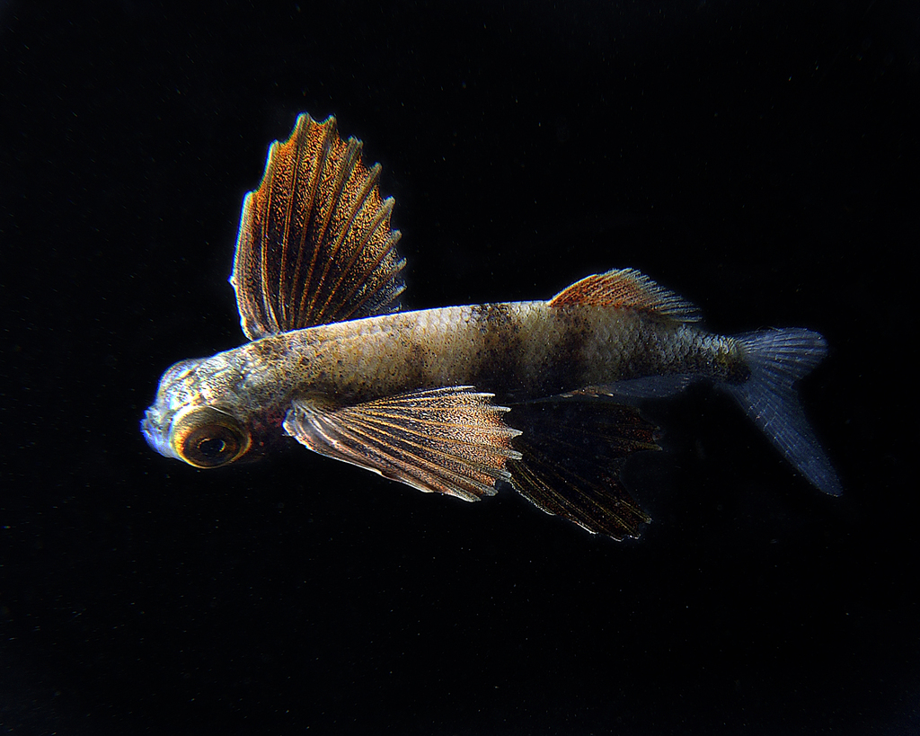 Flyingfishes (Exocoetidae) - Marine Life Identification