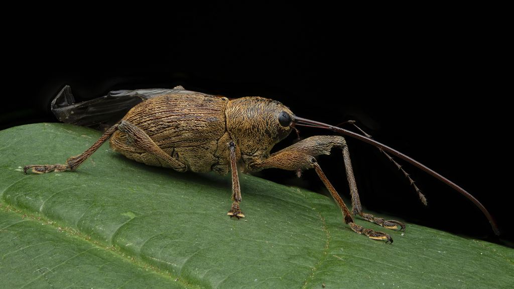 Large Chestnut Weevil from Ojibway Tom Joy Woods, 5200 Matchett Rd ...