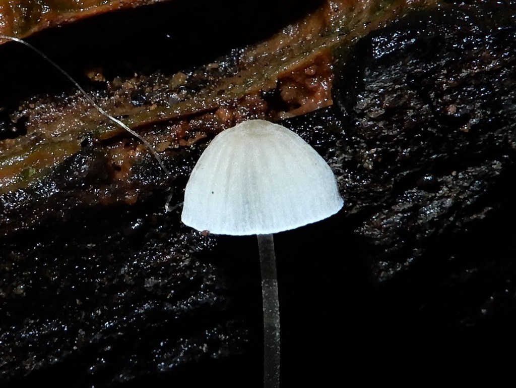 Bonnets from Totara Reserve, Pohangina Valley, New Zealand on June 22 ...