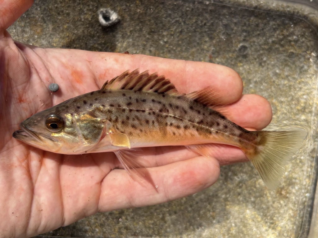 Bocaccio (Sebastes paucispinis) - Marine Life Identification