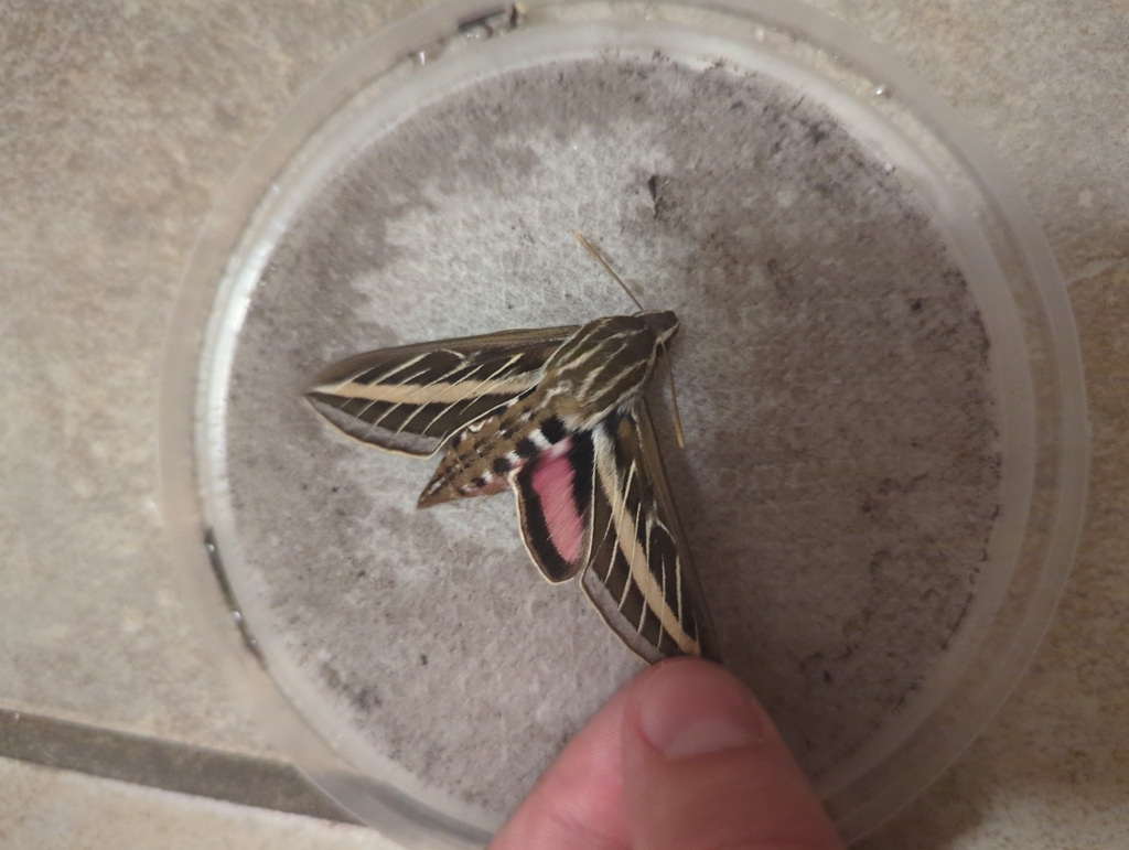 White-lined Sphinx from Tucson, AZ 85730, USA on September 2, 2024 at ...