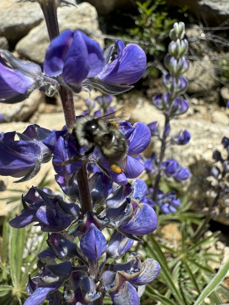 Nearctic Bumble Bee from Mount Spokane State Park, Mead, WA, US on July ...