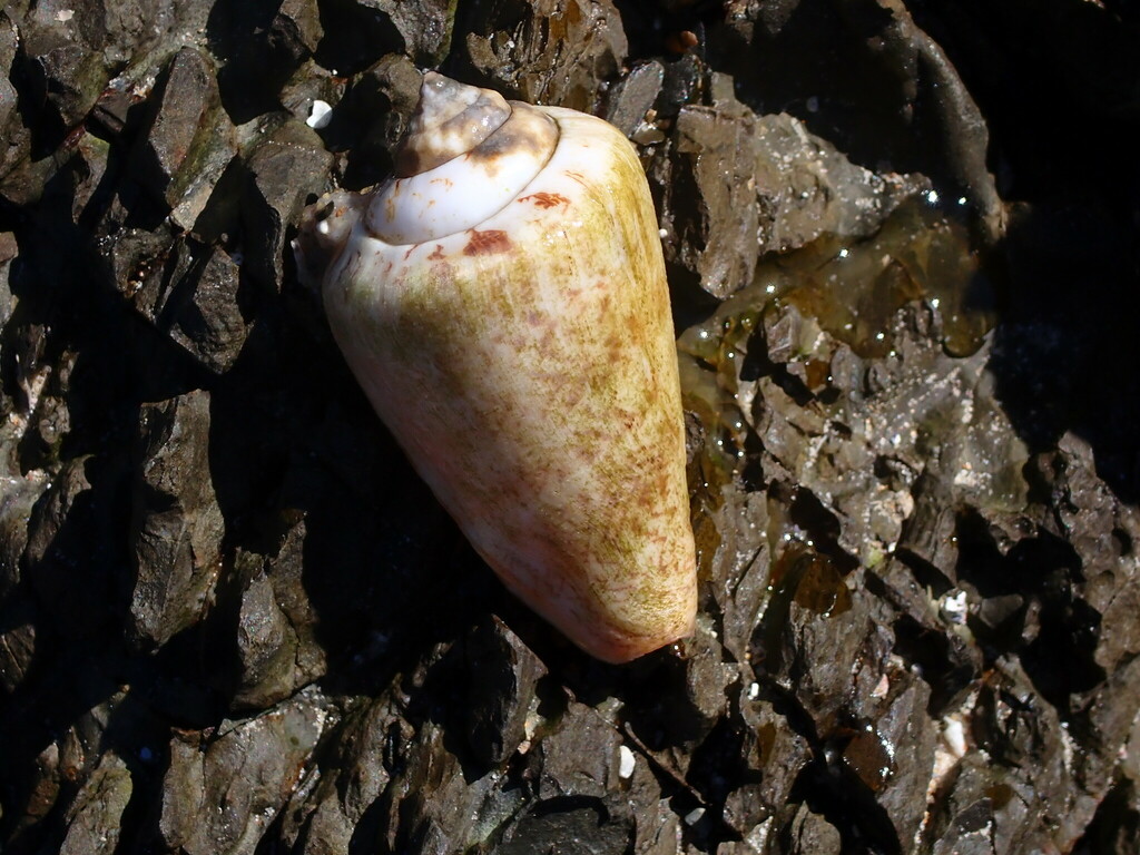 Strawberry Conch from Woolgoolga NSW 2456, Australia on September 03 ...