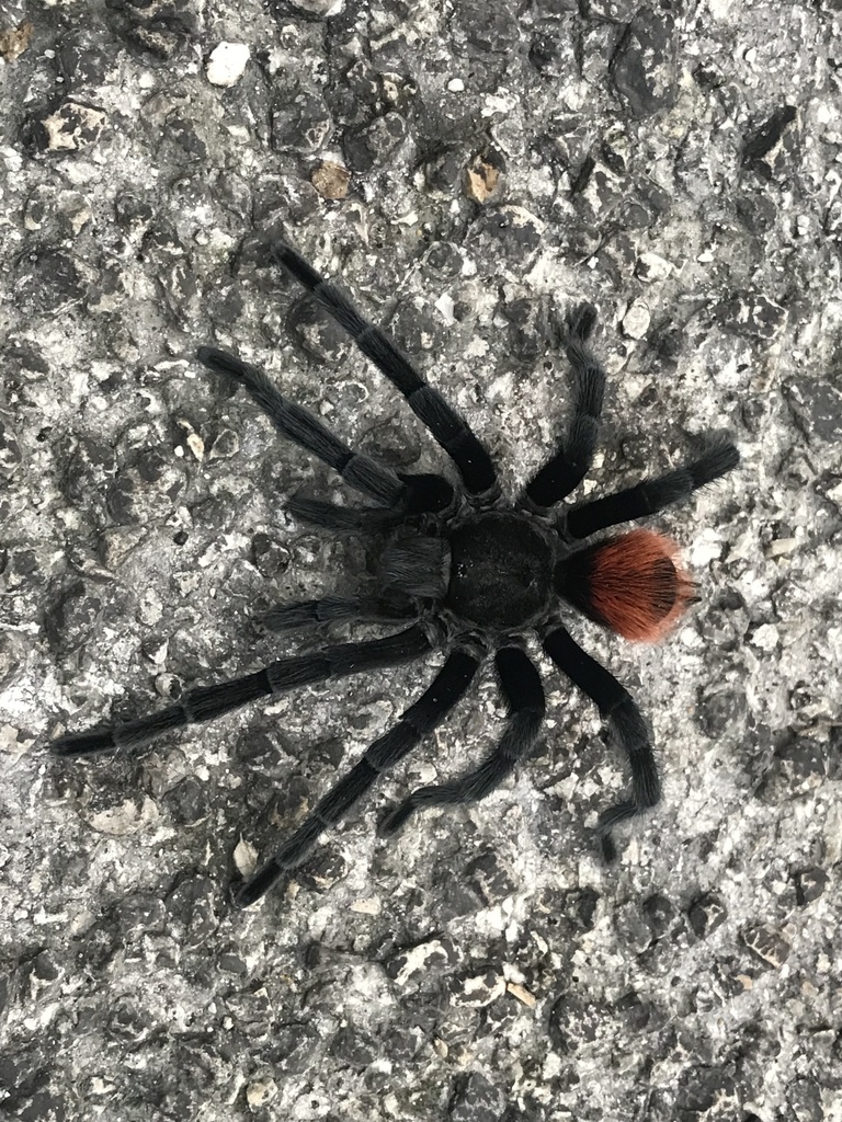 Mexican Red-rump Tarantula in July 2022 by daniel_j_field · iNaturalist