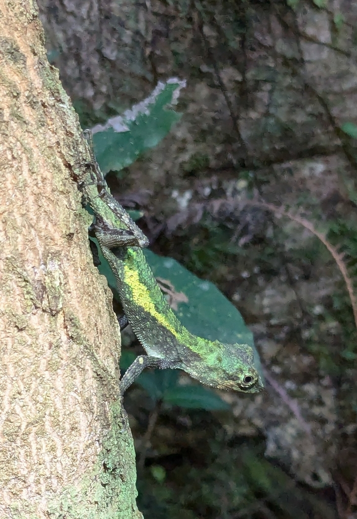 Okinawa Tree Lizard in September 2024 by Jessica Utrup · iNaturalist