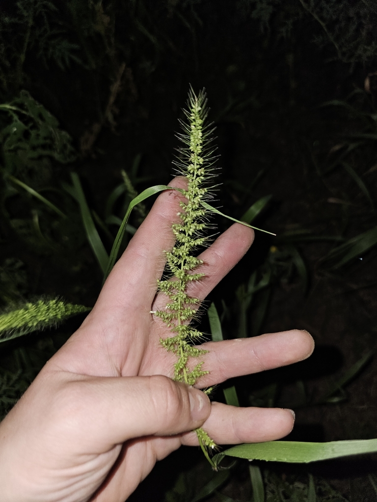 bur bristle grass from Patagonia, AZ 85624, USA on September 2, 2024 at ...