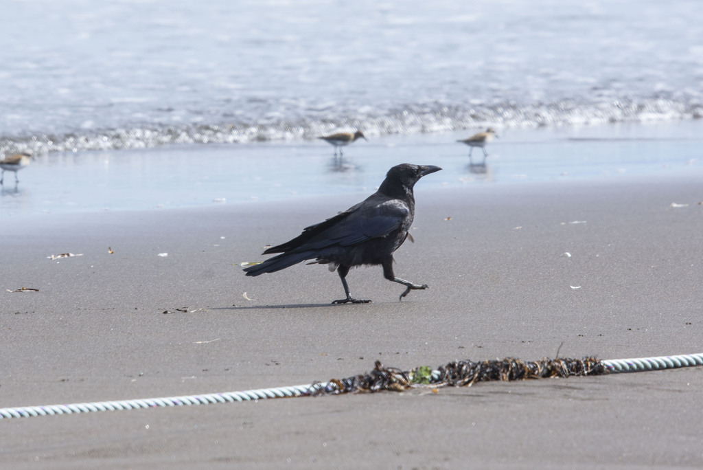 Eastern Carrion Crow from Ikushinakita, Shari, Shari District, Hokkaido ...