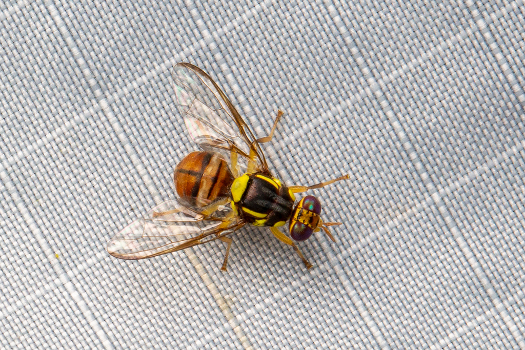 Oriental Fruit Fly from Birdhouse Homestay, Tangkoko NP, Sulawesi ...