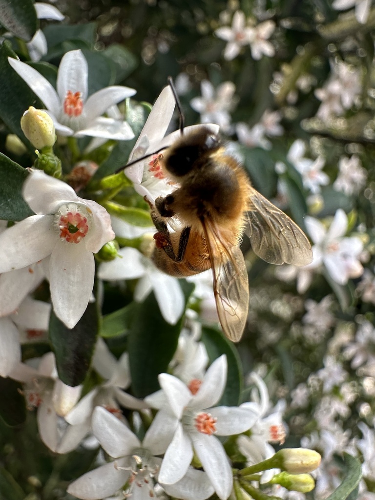 Western Honey Bee from The University of Melbourne, Parkville, VIC, AU ...