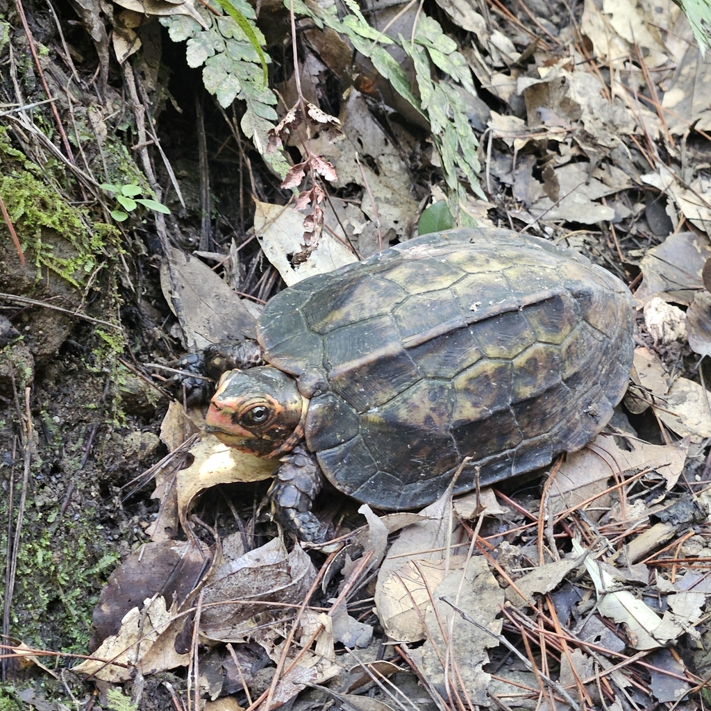 Ryukyu black-breasted leaf turtle in September 2024 by N. Yan · iNaturalist