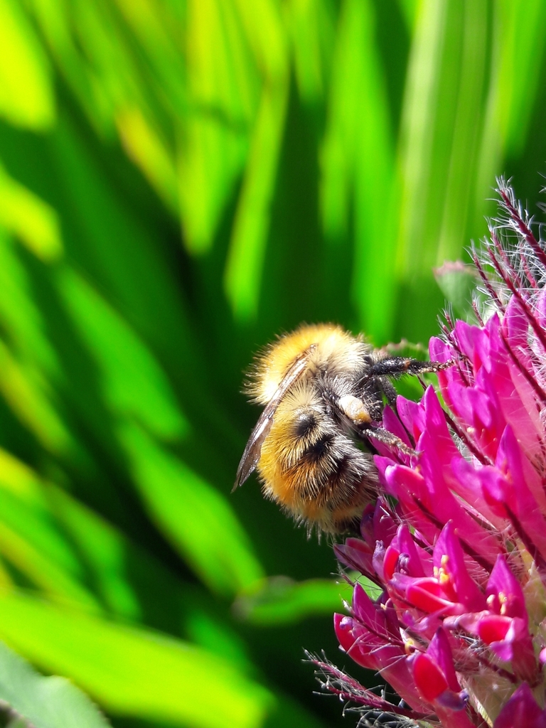 Common Carder Bumble Bee from Low Lorton, Cockermouth CA13 9UW, UK on ...