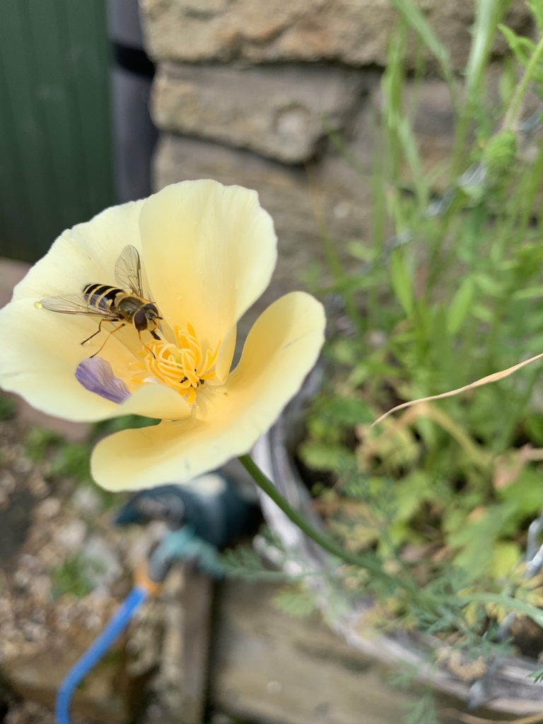 Syrphini from 63 Brosscroft, Glossop, England, GB on June 19, 2019 at ...