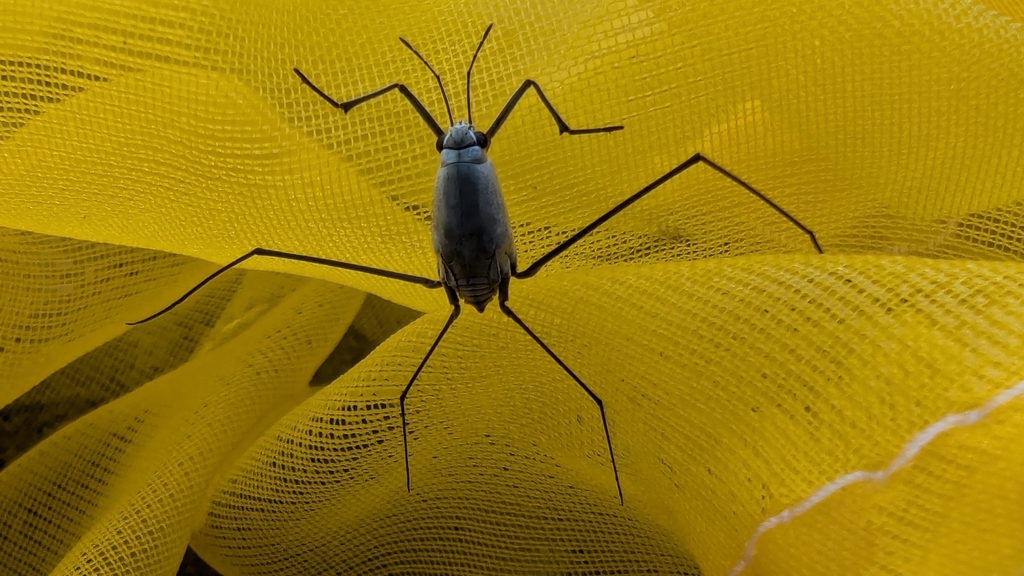 Halobates matsumurai in September 2024 by Francesco Martoni · iNaturalist