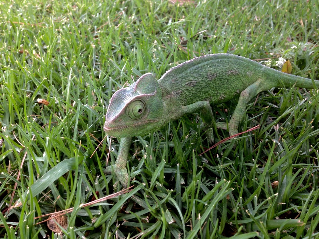 Common Chameleon from Ein Tsurim, Southern District, IL on April 13 ...