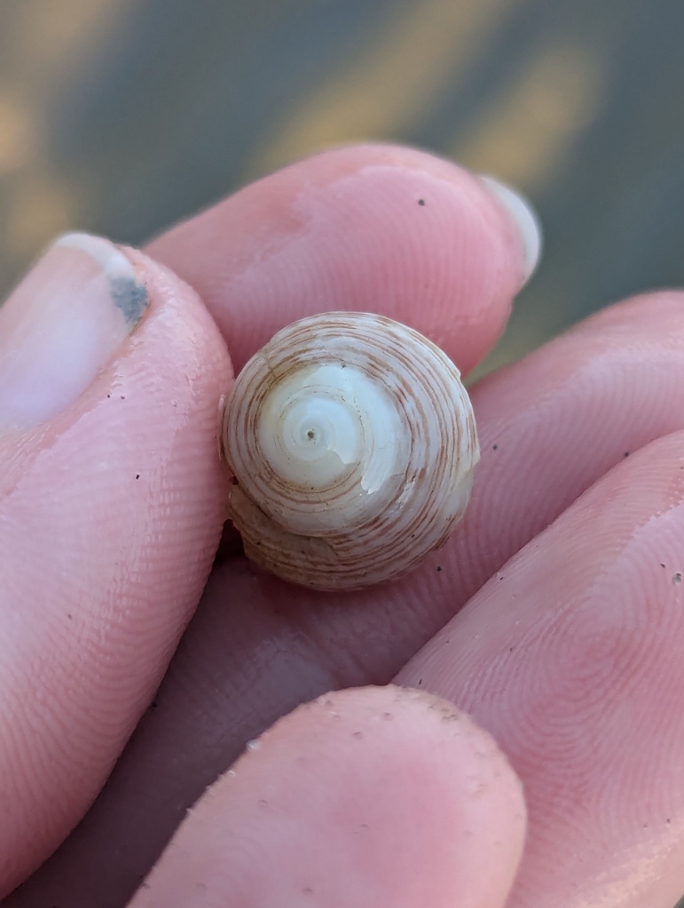 Monilea callifera from Mackay - Pt B, Queensland, Australia on September 2, 2024 at 06:42 AM by ...