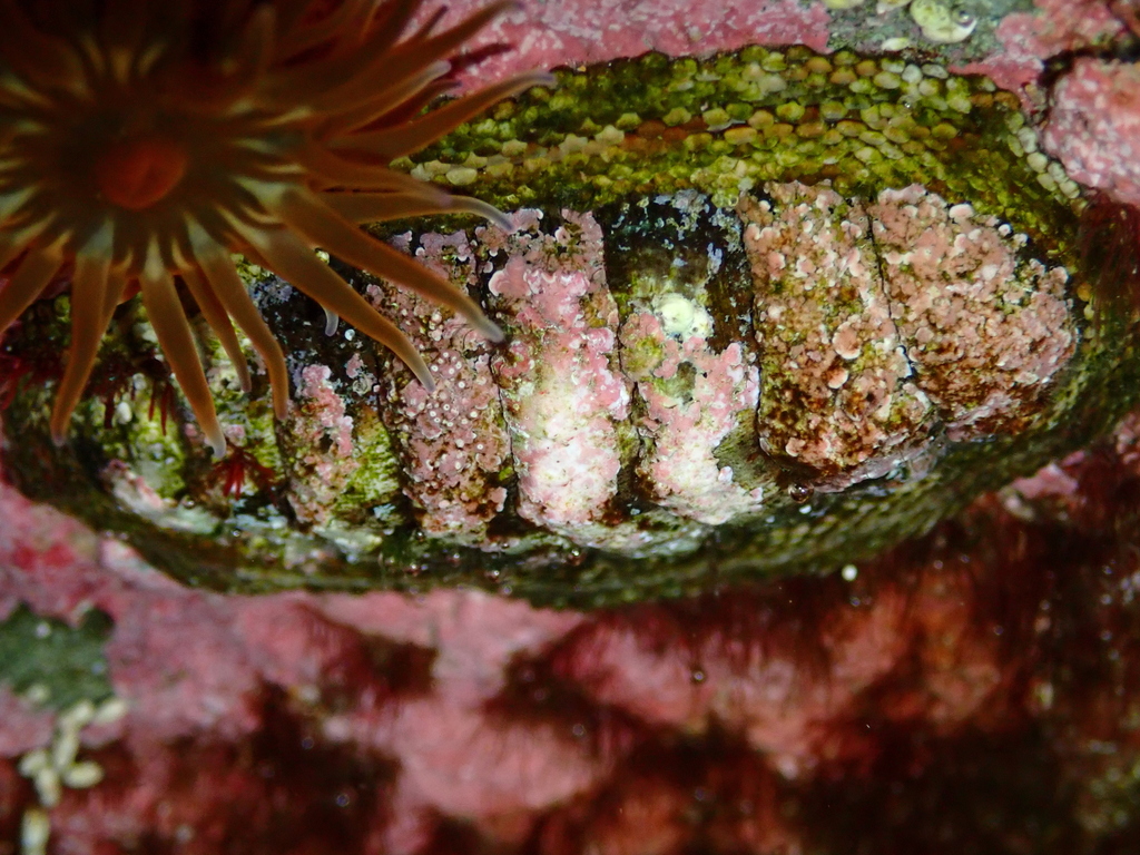 Snakeskin Chiton from Central Coast NSW, Australia on September 3, 2024 ...