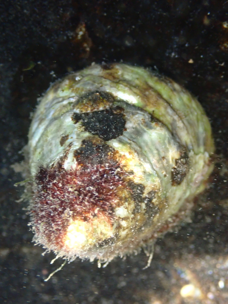 Common Tent Shell from Central Coast NSW, Australia on September 3 ...