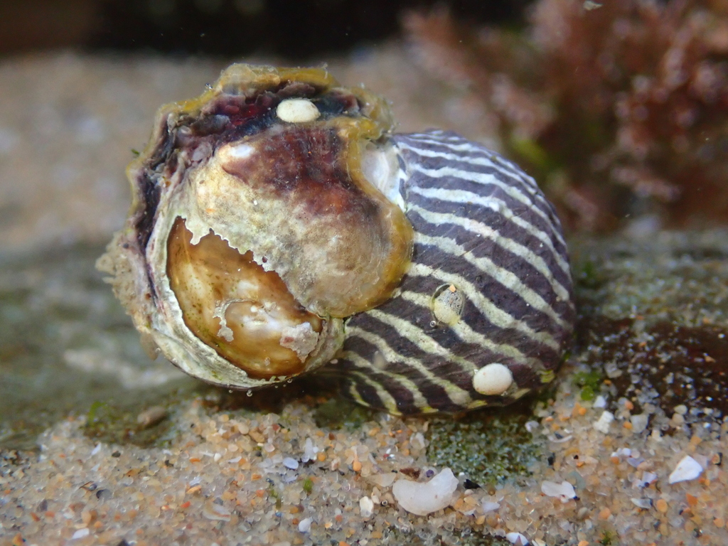 Zebra Top Snail from Central Coast NSW, Australia on September 3, 2024 ...