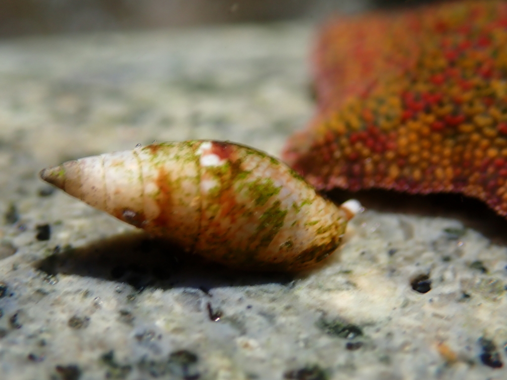 Pseudamycla dermestoidea from Central Coast NSW, Australia on September 3, 2024 at 02:56 PM by ...