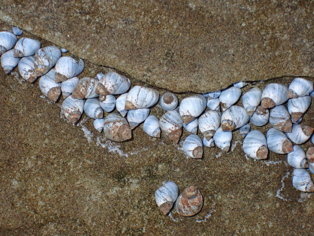 Little Blue Periwinkle from Central Coast NSW, Australia on September 3 ...