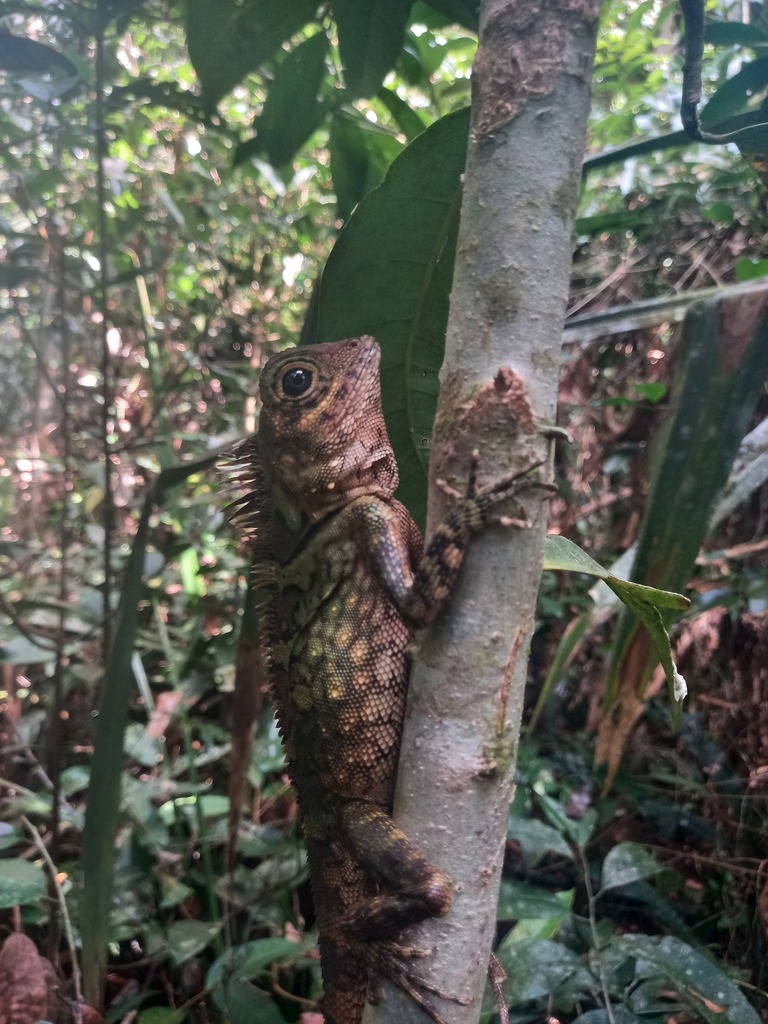 Blue-eyed Anglehead Lizard from Pelalawan Regency, Riau, Indonesia on ...