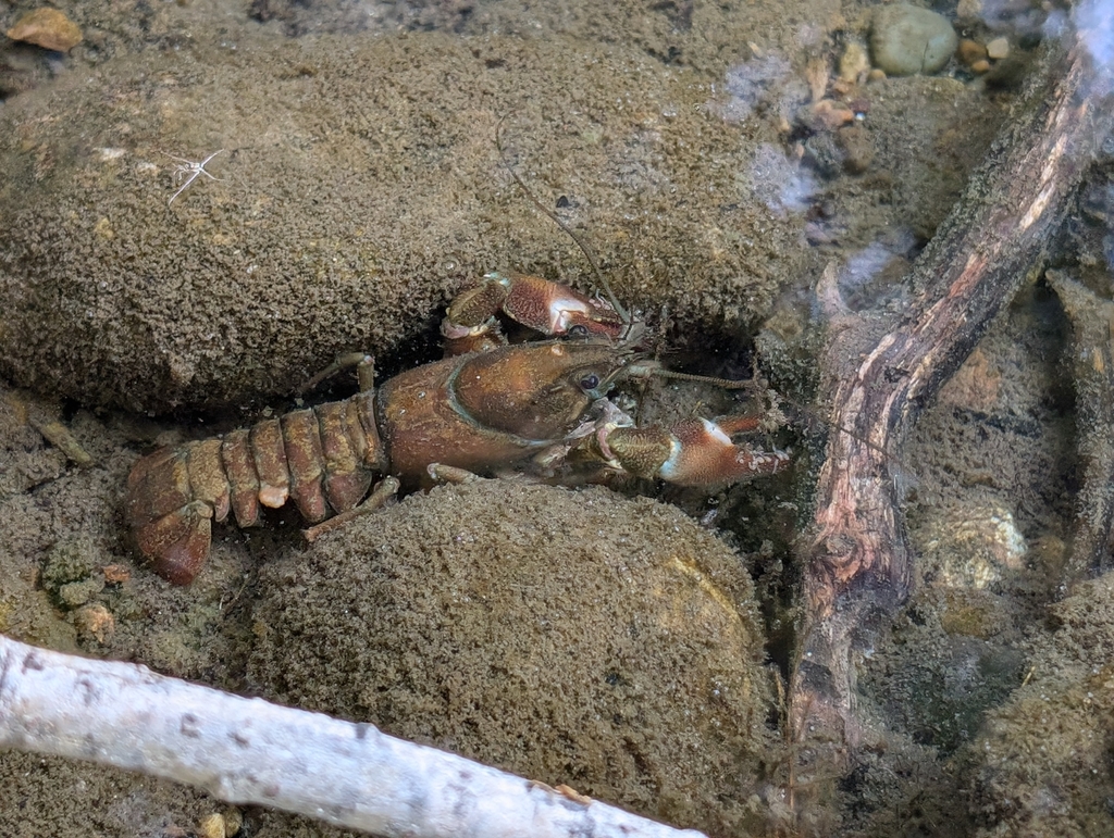 Signal Crayfish from Logan, Spokane, WA, USA on September 02, 2024 at ...