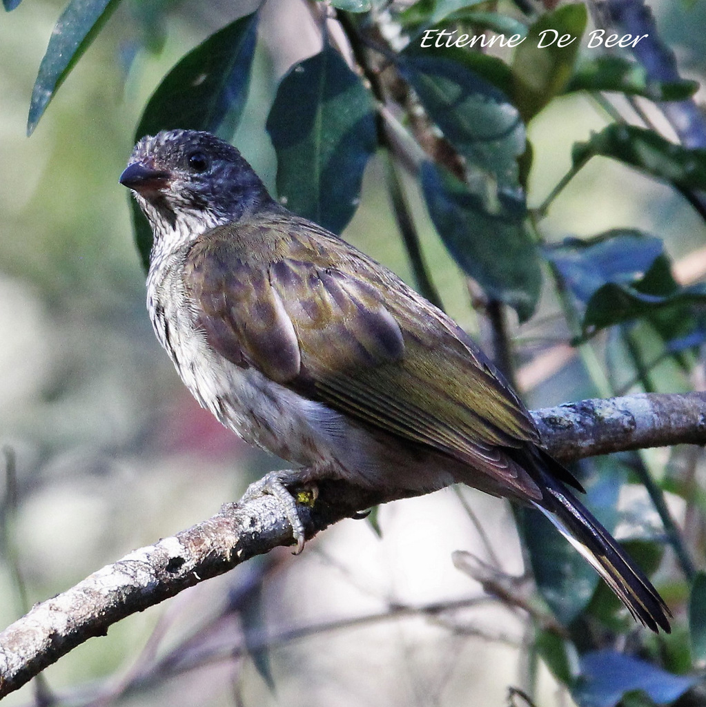 Scaly-throated Honeyguide from Garden Route Botanical Garden on ...
