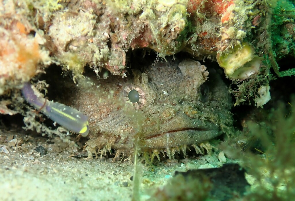 Eastern Frogfish from Port Stephens, NSW, Australia on January 14, 2024 ...