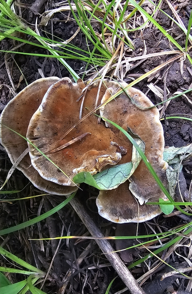 Woolly Velvet Polypore from Coconino County, US-AZ, US on September 2 ...
