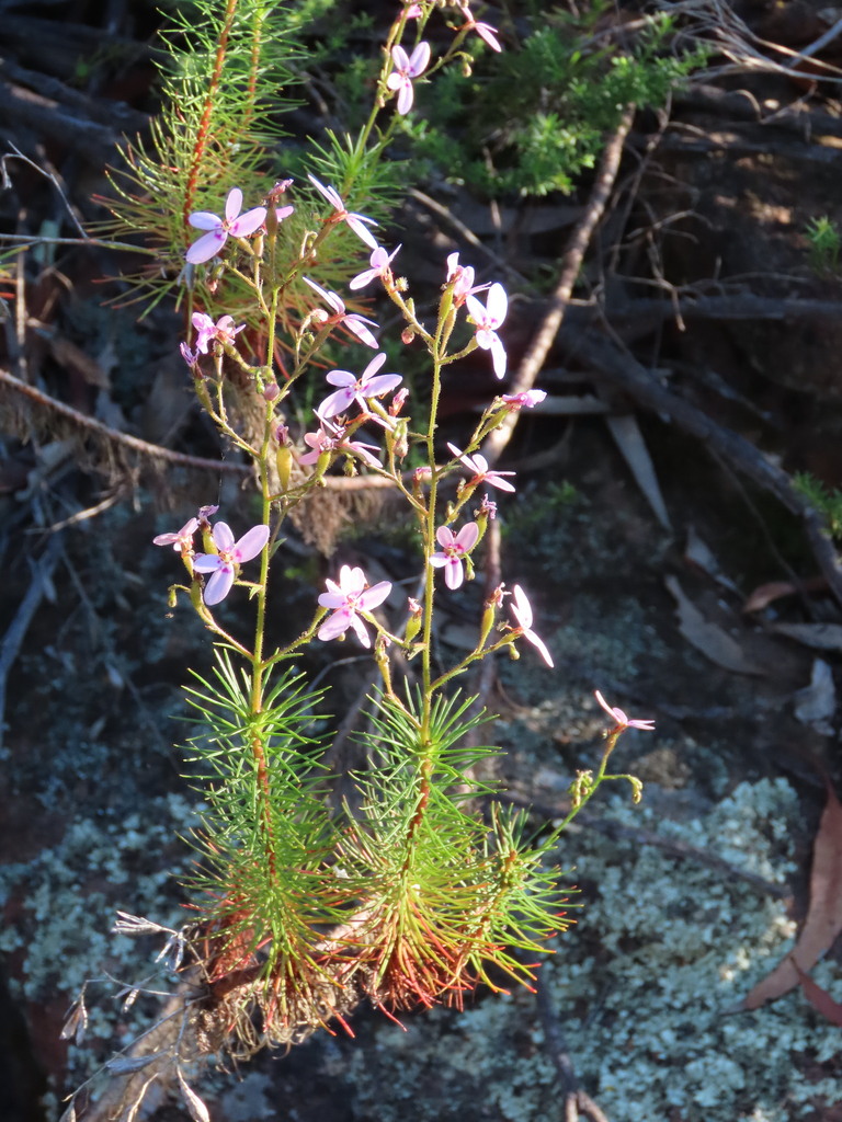 larchleaf triggerplant from Merriwa NSW 2329, Australia on September 2 ...