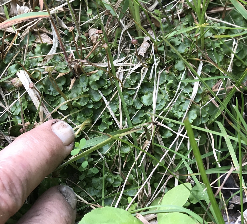 Common Liverwort from 13108, Marcellus, NY, US on June 21, 2019 at 01: ...