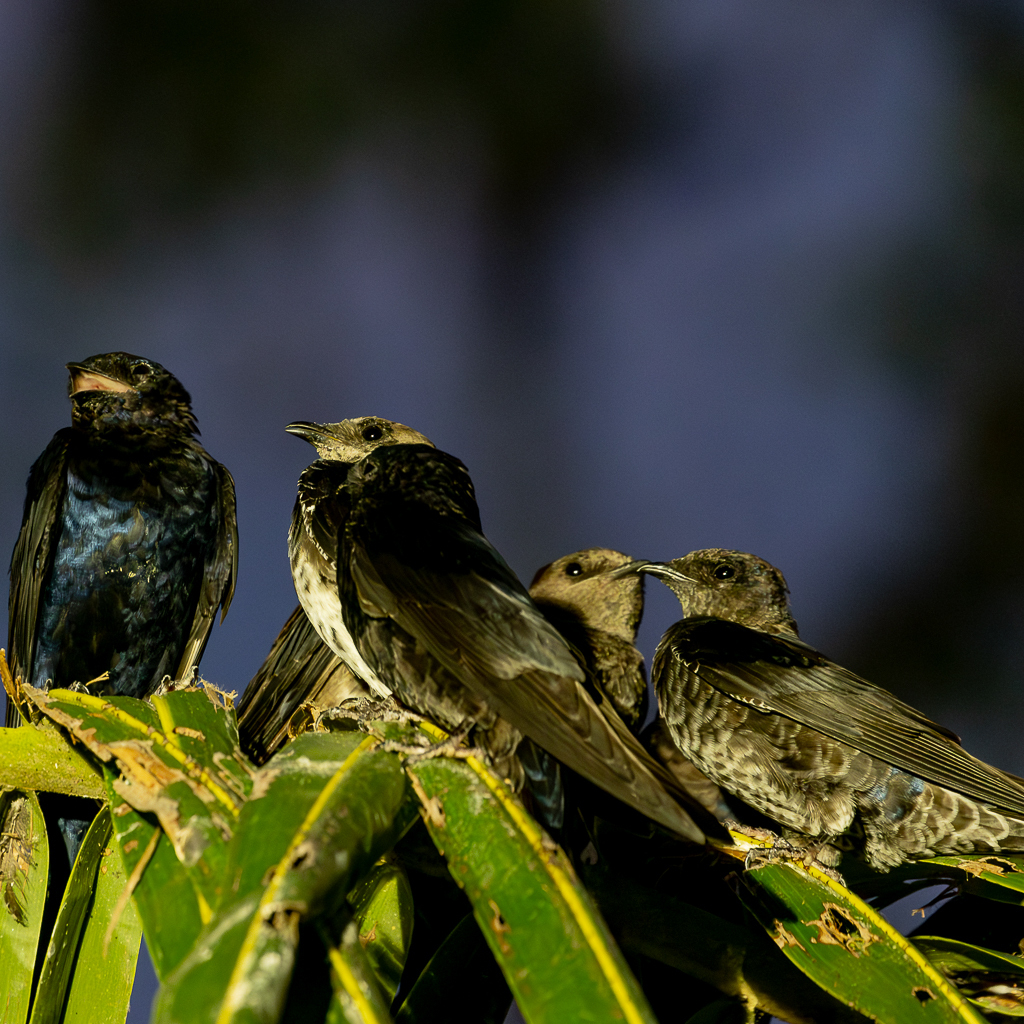 Southern Martin from Leticia, Amazonas, Colômbia on August 14, 2024 at ...