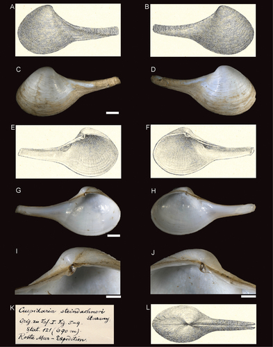 Cuspidaria steindachneri · iNaturalist