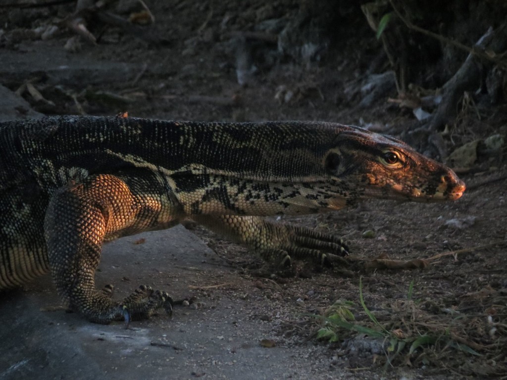 Two-striped Water Monitor from Nusa Dua, Bali, Indonesia on September ...