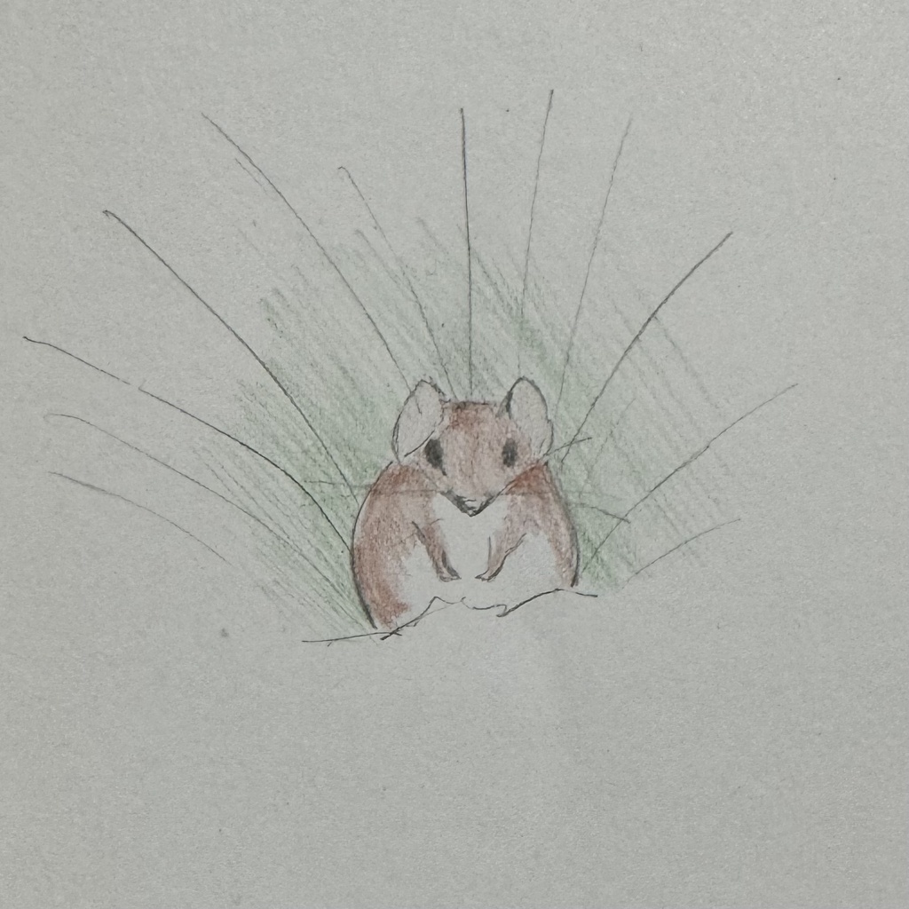 Brown Antechinus from Lamington National Park, O'Reilly, QLD, AU on ...