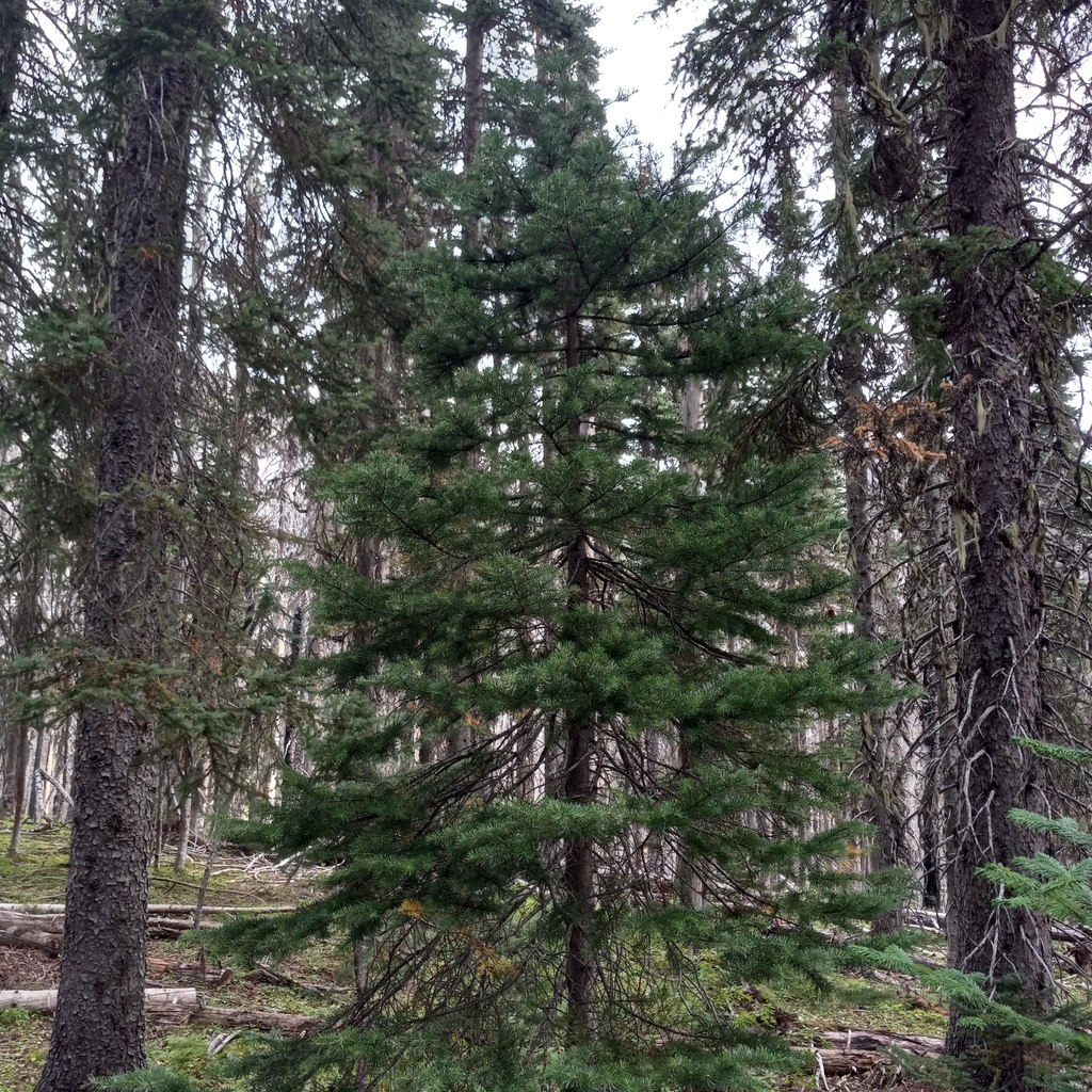 subalpine fir from Yakima County, US-WA, US on September 2, 2024 at 10: ...