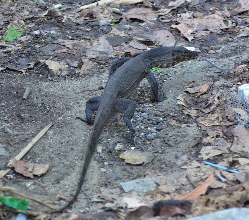Andaman Water Monitor (Subspecies Varanus salvator andamanensis ...